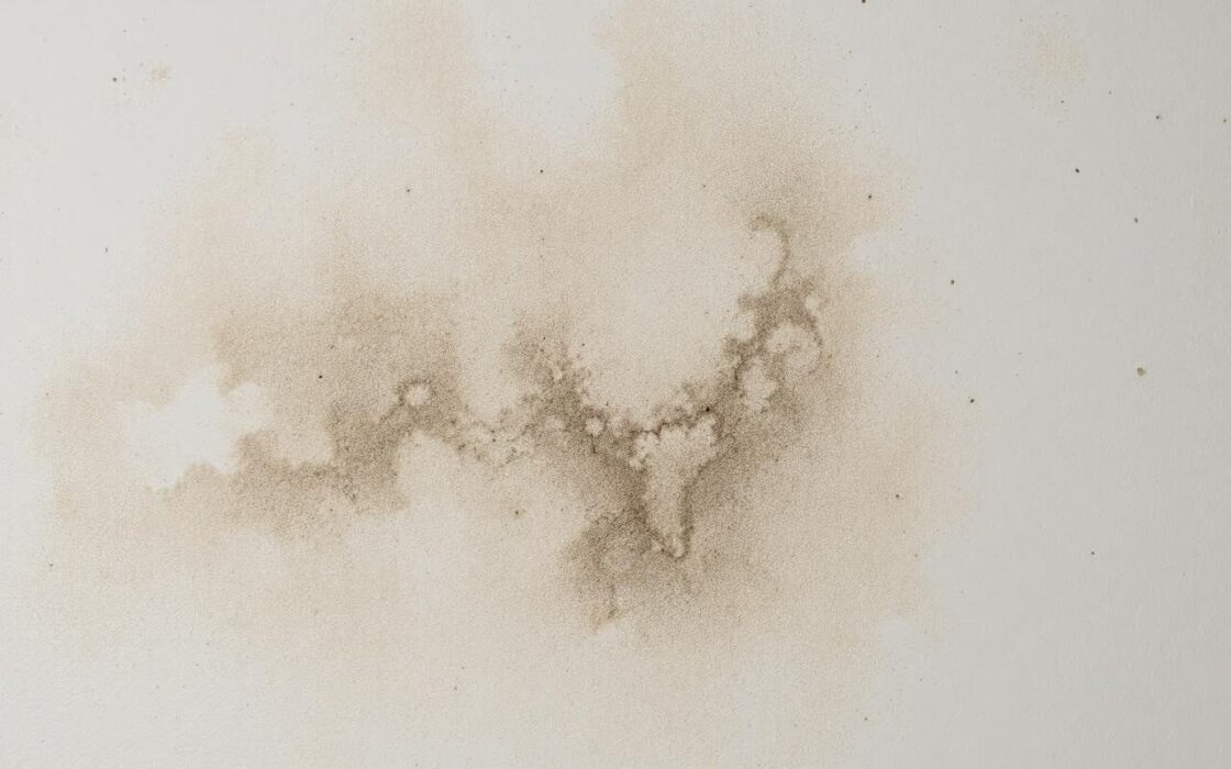 Does mold spread? Causes and Prevention